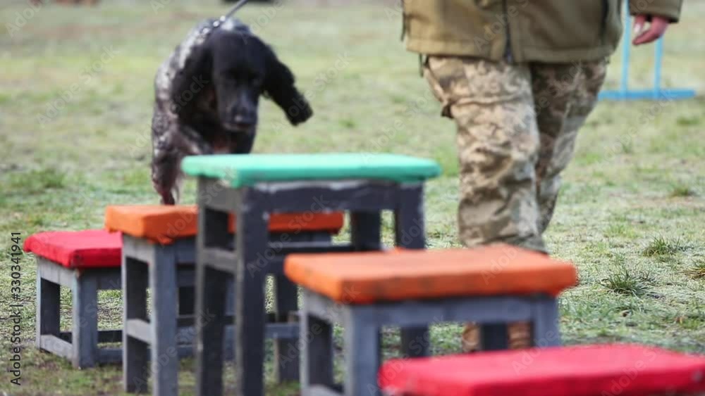 Vídeo do Stock: Training dogs in the army on an obstacle course. Border ...