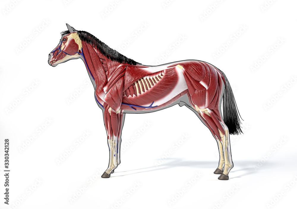 Horse Anatomy. Muscular system. Stock Illustration | Adobe Stock