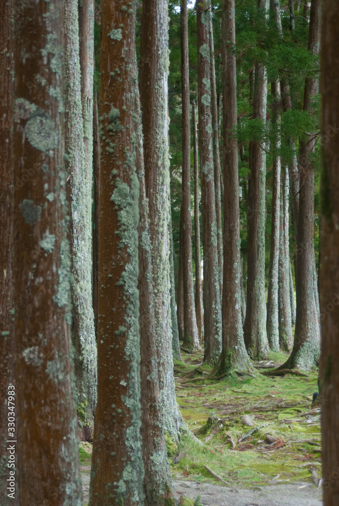 San Miguel island, Azores, known for its volcanic activity at Furnas ...