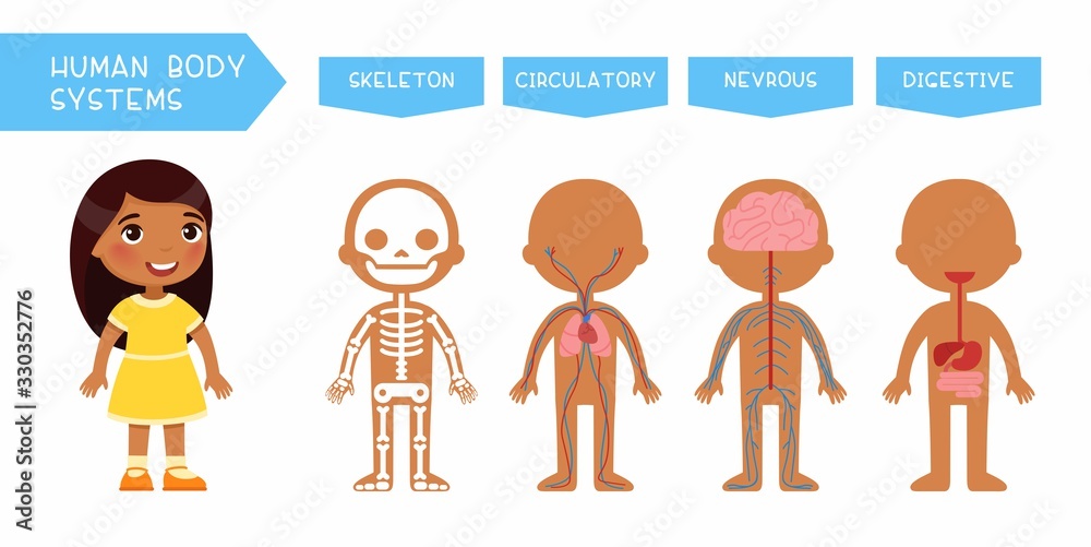 Human body systems educational kids banner flat vector template ...