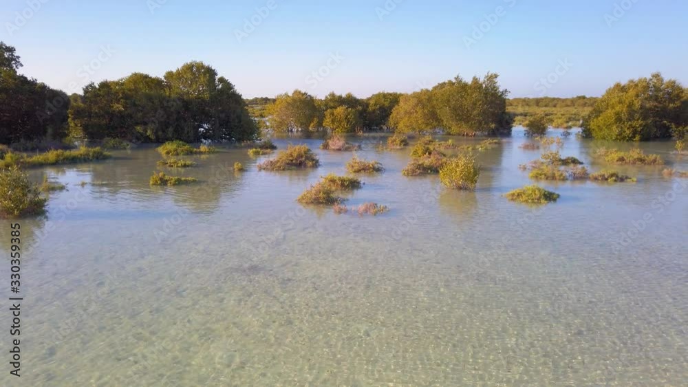 Mangrove forest in the seaside of Jubail island in Abu Dhabi, UAE Stock ...