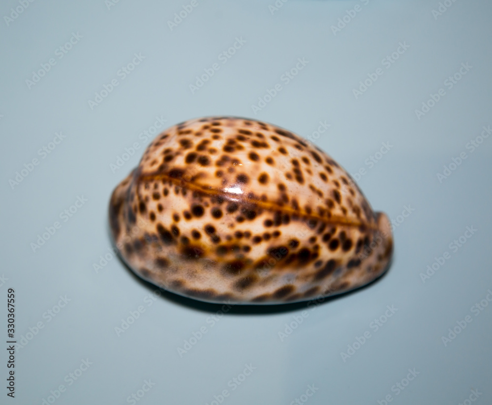 The beautiful shell of the mollusk tiger cypraea Tigris, lat. Cypraea ...