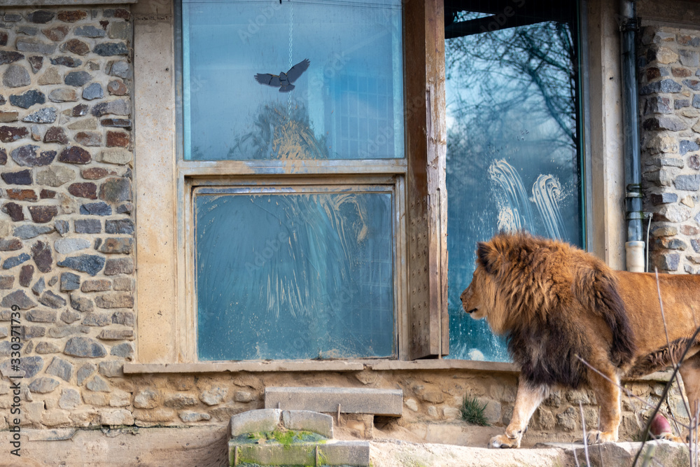 predator animals lion and reflection of bird of prey in window Stock ...