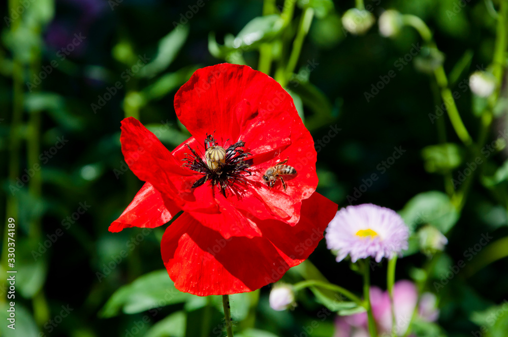 Memorial Day. opium flower. poppy of wartime remembrance. symbol of ...