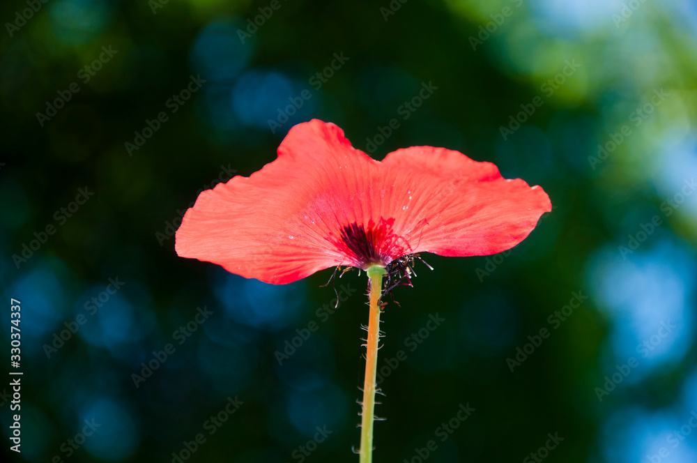 Natural beauty. drugs. beauty of spring and summer nature. Poppy seeds ...
