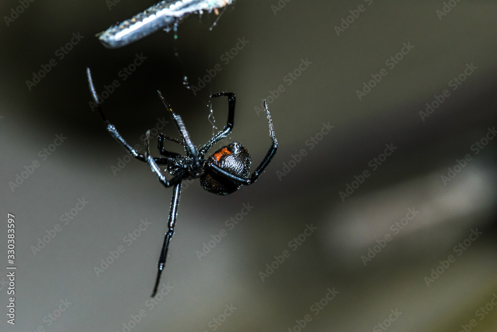 Black Widow Spider Up Close Stock Photo | Adobe Stock