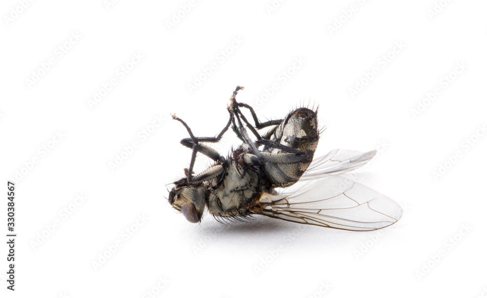 Dead Fly isolated white background. Stock Photo | Adobe Stock