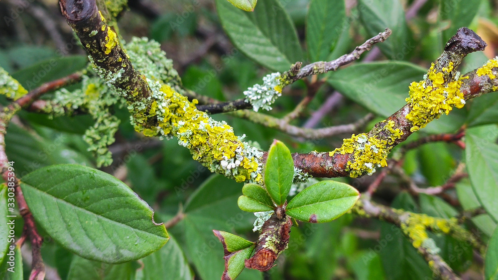 Ramas de arbol Stock Photo | Adobe Stock
