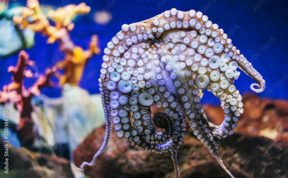 Giant Devilfish Octopus