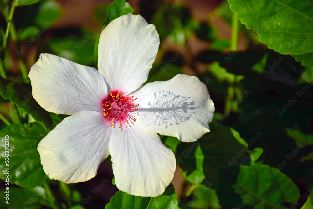 Beautiful white big flower of hibiscus (China Rose, Hawaiian Hibiscus ...