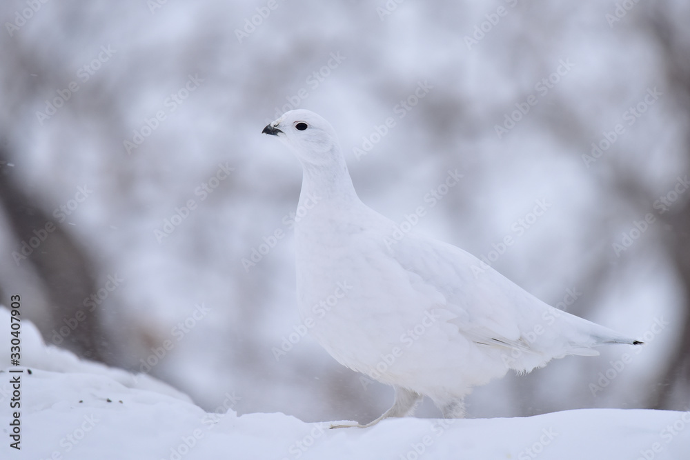 Willow Ptarmigan Winter