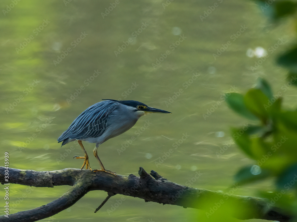 The Striated Heron, also known as Little Heron, is a small squat water ...
