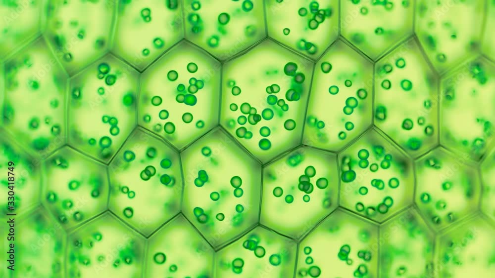 Generic green plant cells under a microscope. Seamless looping ...