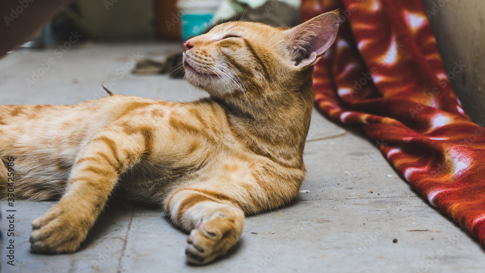 Indian billi breed also known as Indian common cat Stock Photo | Adobe ...