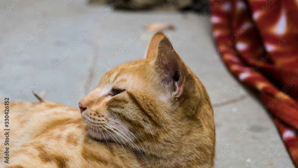 Indian billi breed also known as Indian common cat Stock Photo | Adobe ...