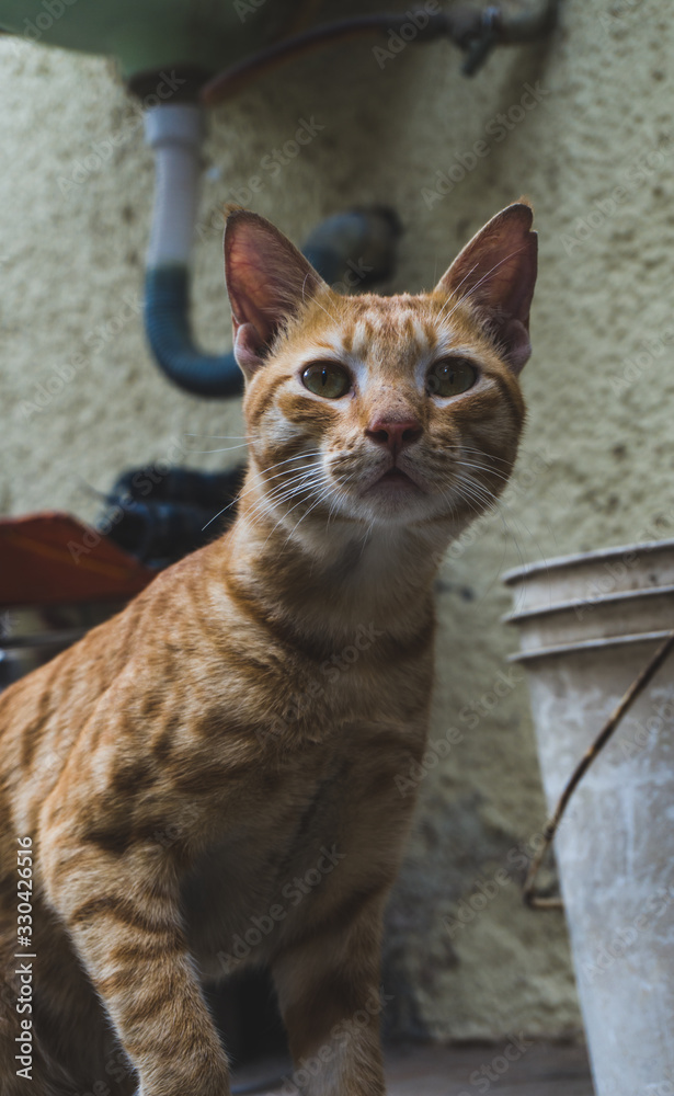 Indian billi breed also known as Indian common cat Stock Photo | Adobe ...