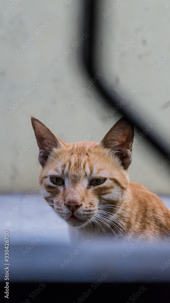 Indian billi breed also known as Indian common cat Stock Photo | Adobe ...