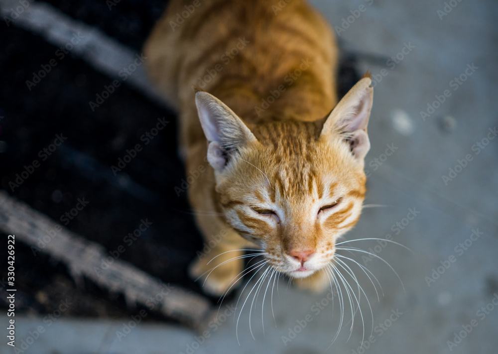 Indian billi breed also known as Indian common cat Photos | Adobe Stock