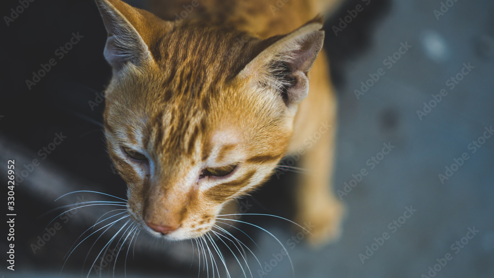 Indian billi breed also known as Indian common cat Stock Photo | Adobe ...