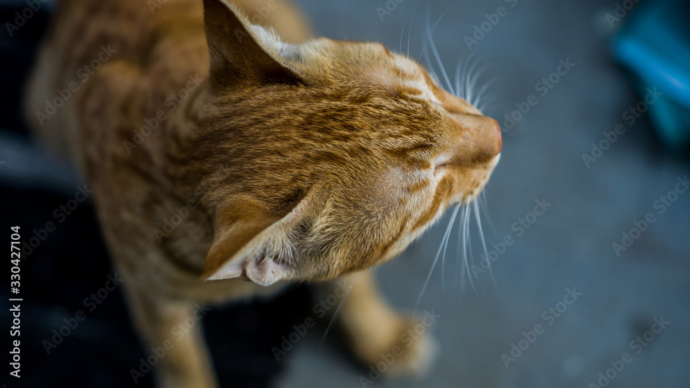 Indian billi breed also known as Indian common cat Stock-Foto | Adobe Stock