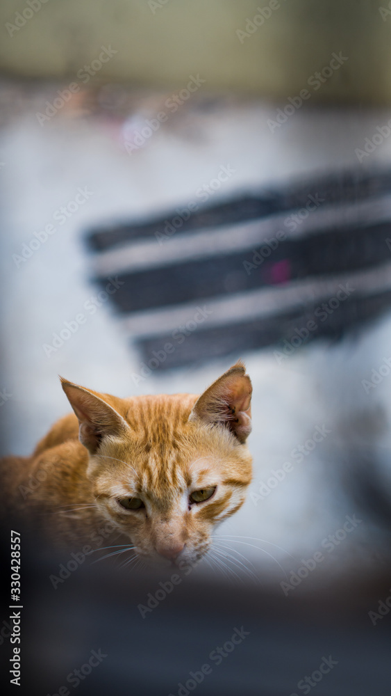 Indian billi breed also known as Indian common cat Stock Photo | Adobe ...