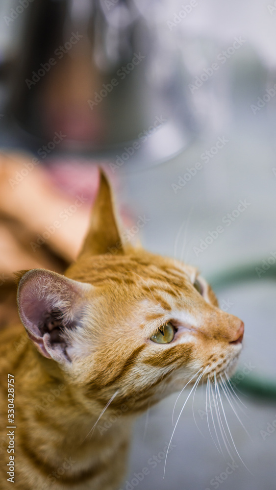 Indian billi breed also known as Indian common cat Stock Photo | Adobe ...
