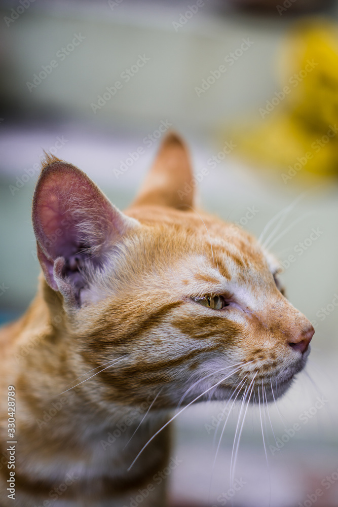 Indian billi breed also known as Indian common cat Stock Photo | Adobe ...