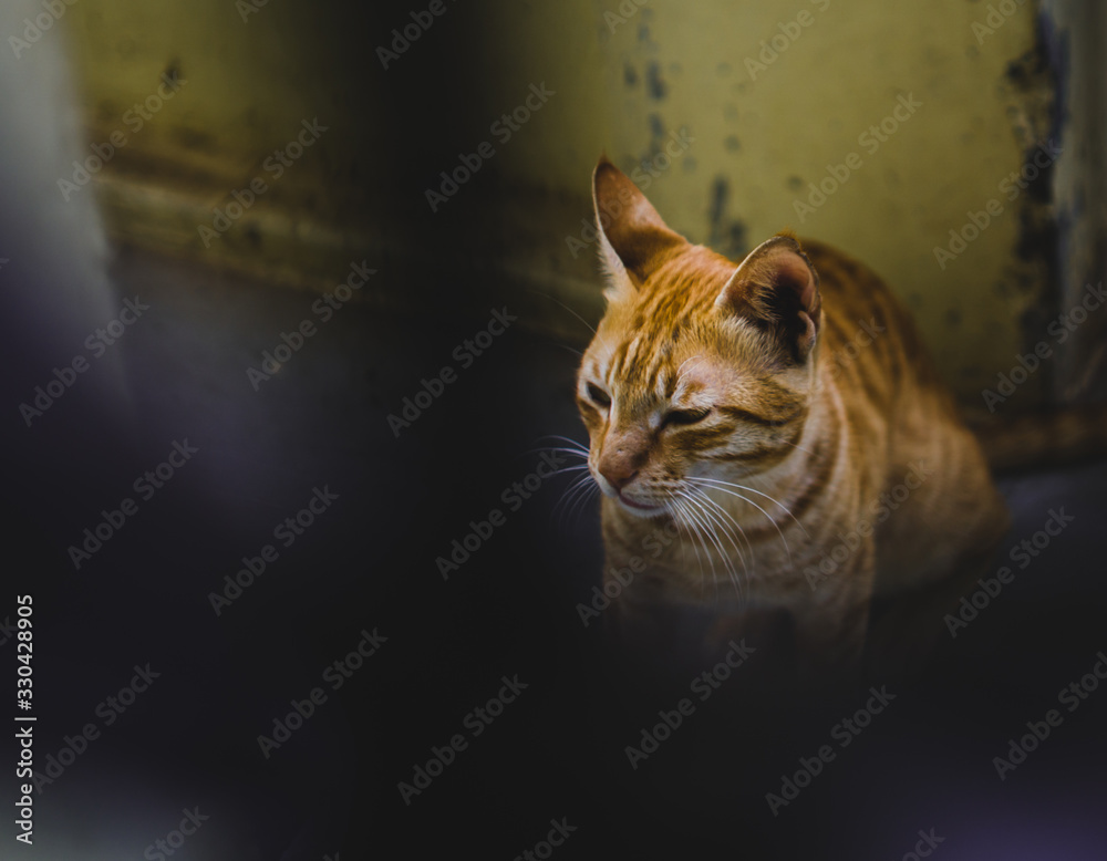 Indian billi breed also known as Indian common cat Stock Photo | Adobe ...