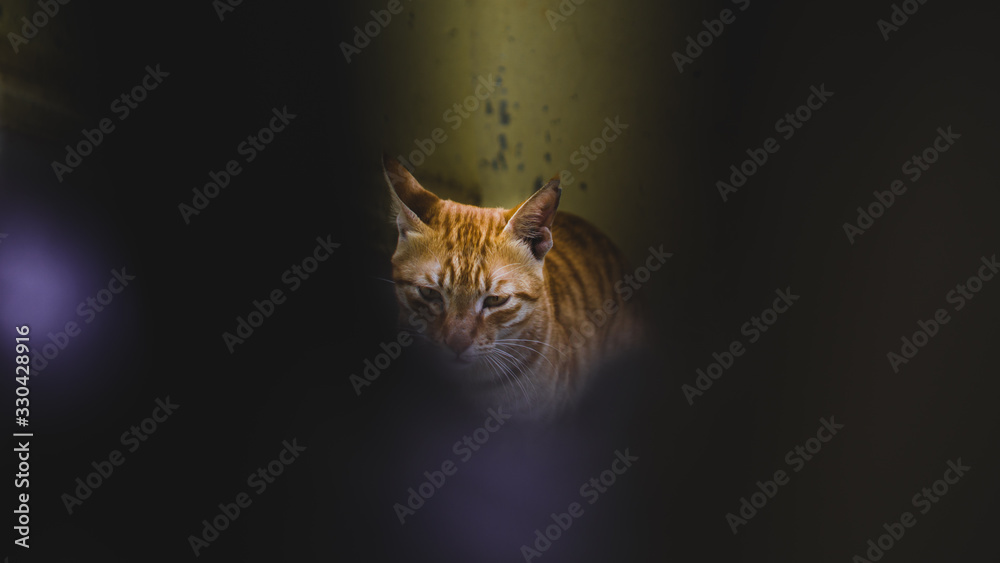 Indian billi breed also known as Indian common cat Stock Photo | Adobe ...