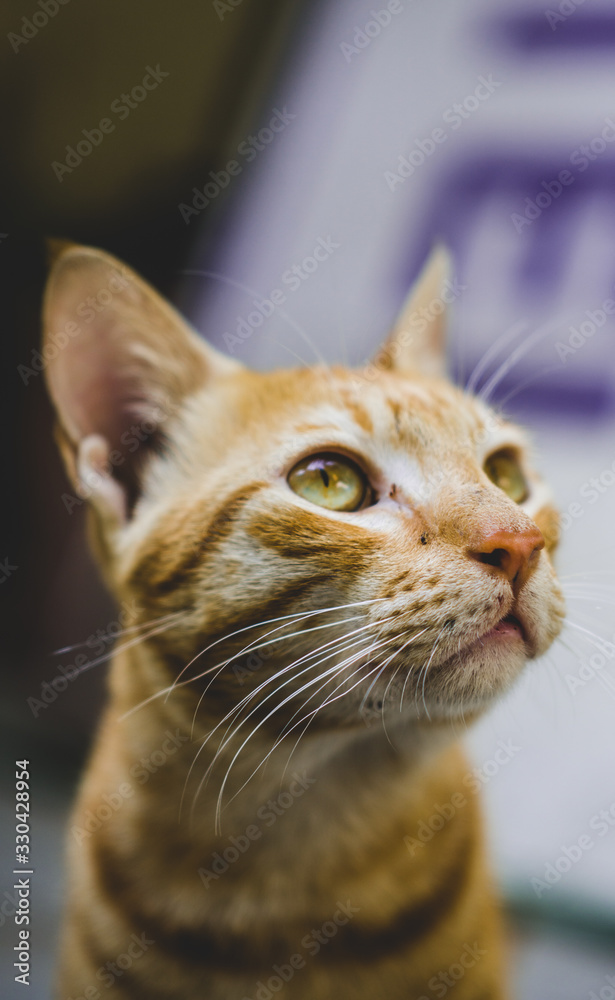 Indian billi breed also known as Indian common cat Stock Photo | Adobe ...
