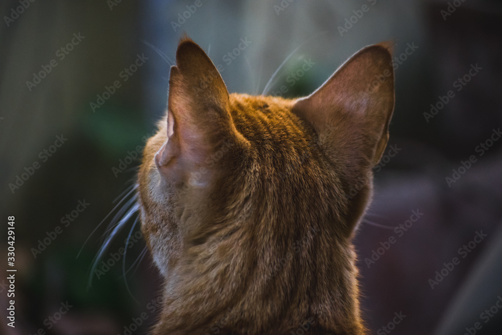 Indian billi breed also known as Indian common cat Stock Photo | Adobe ...