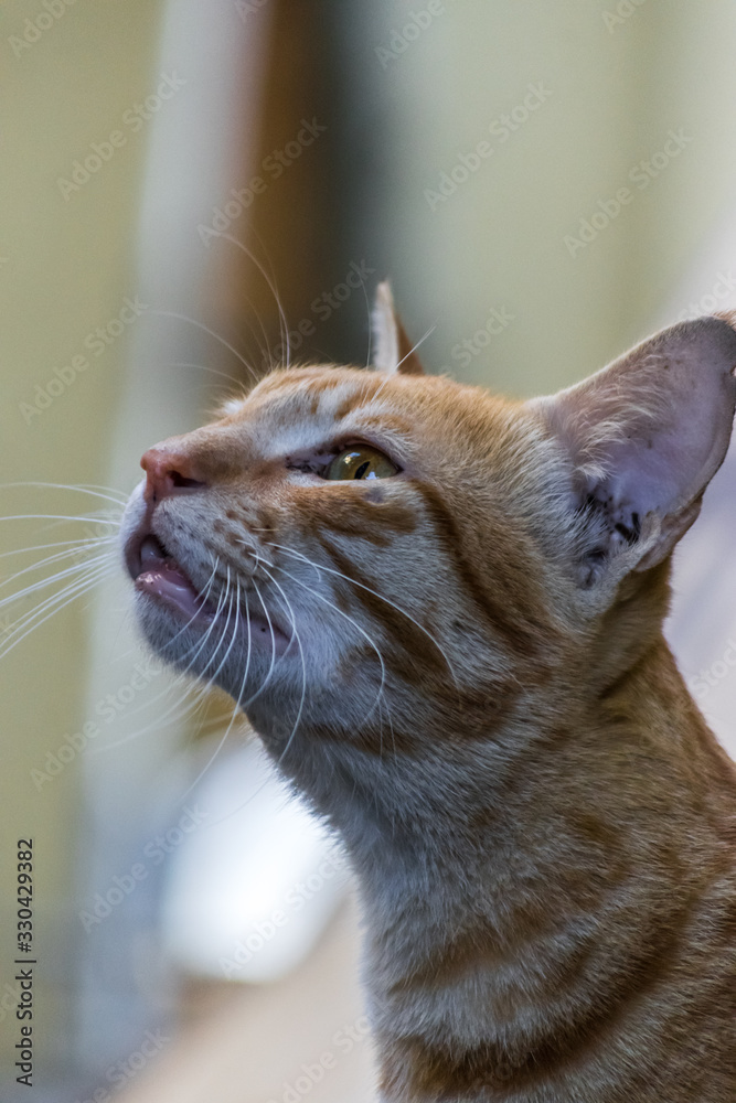 Indian billi breed also known as Indian common cat Stock Photo | Adobe ...