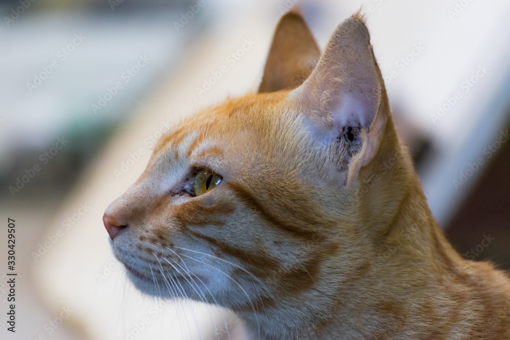 Indian billi breed also known as Indian common cat Stock Photo | Adobe ...