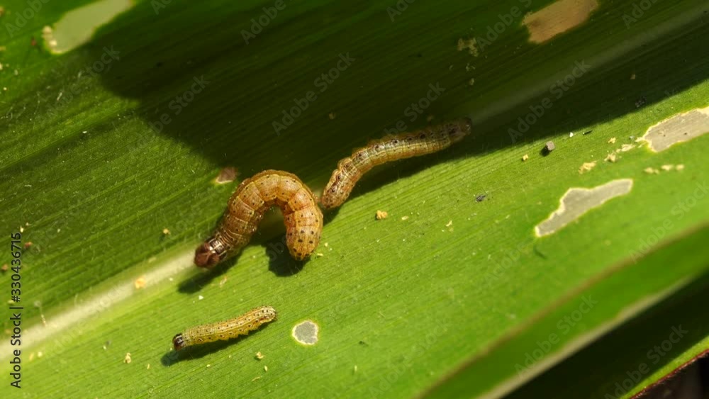 The fall armyworm (Spodoptera frugiperda) is a species in the order of ...