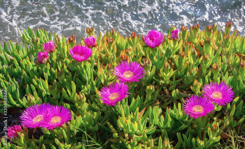 Bright pink-purple flowers of succulent perennial plant of Carpobrotus ...