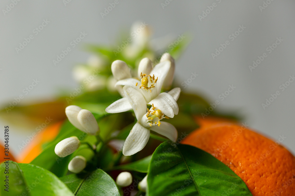Flores de azahar y naranjas ,primer plano del azahar Stock Photo ...