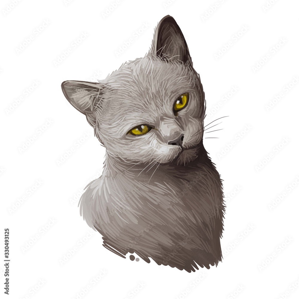 Korat kitten with yellow eyes isolated on white background. Digital art ...