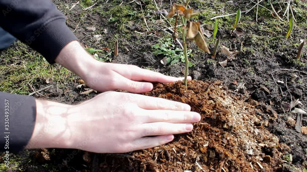 Hands of person take care of the land near young tree in the garden ...