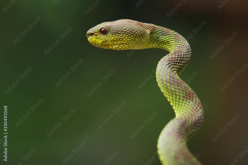 mangrove pit viper is a venomous pit viper species native to India ...