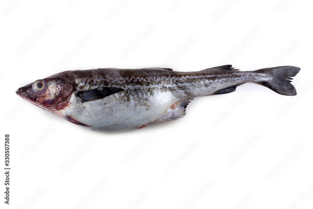 Alaska pollock Stock Photo | Adobe Stock