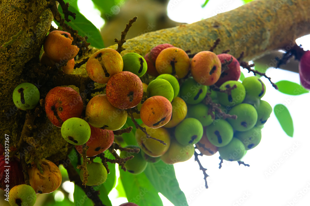 Cluster fig fruits on the trees in Thailand Stock Photo | Adobe Stock