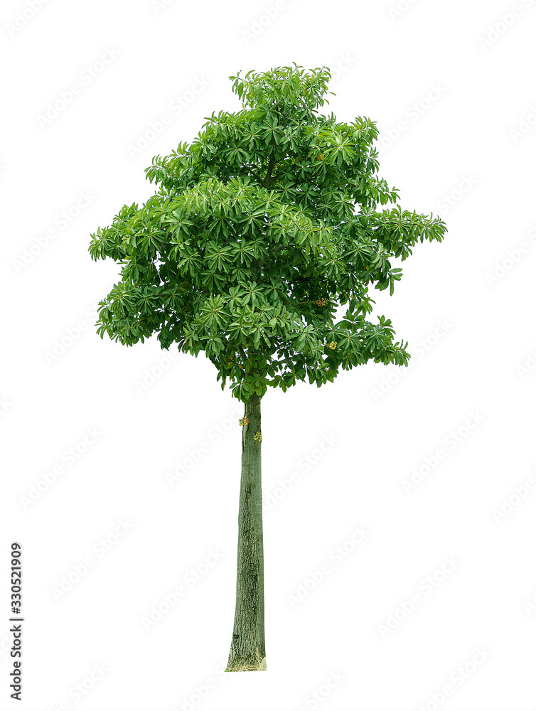 Tree Isolated on white background. with clipping paths. Stock Photo ...