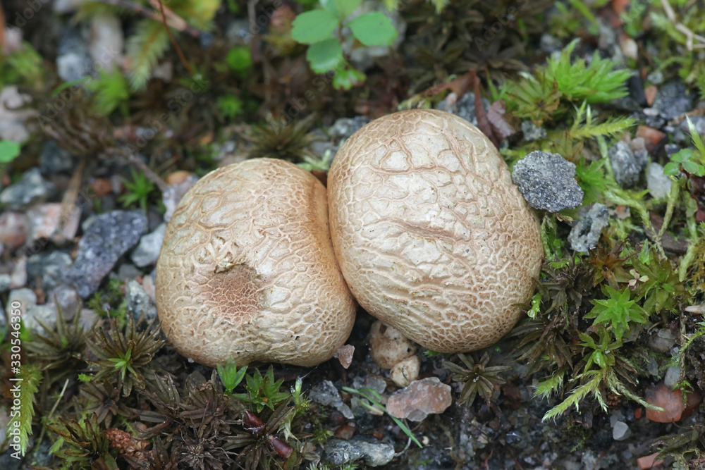 Scleroderma bovista, or Scleroderma verrucosum var. bovista, known as ...