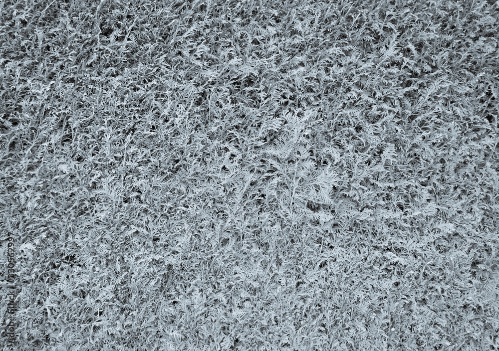 White grass texture background, white lawn, for background, grass ...