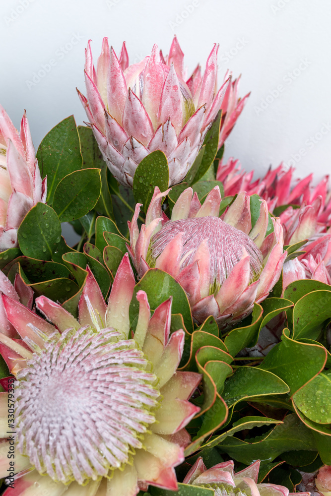 Foto de King protea or protea cynaroides the national flower of South ...