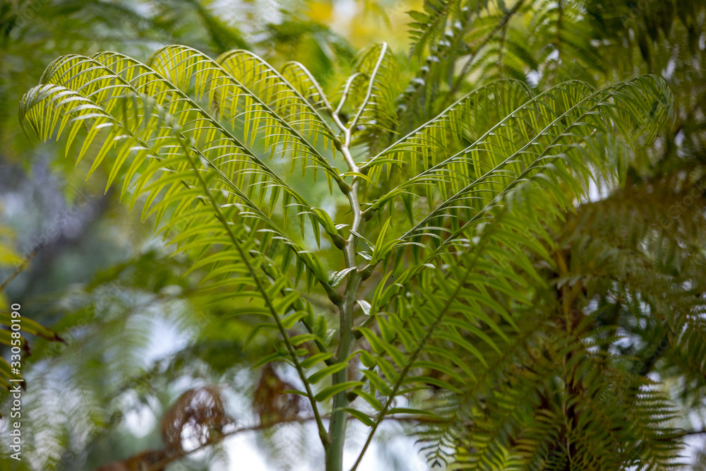 The giant tree fern of New Zealand. The fern symbolizes new life ...