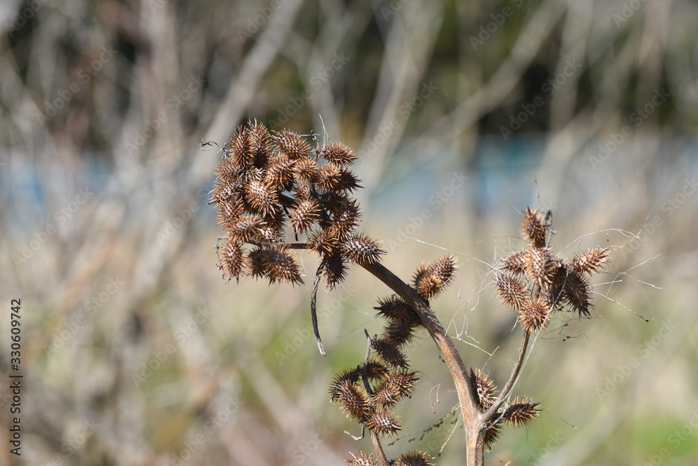 Common Cocklebur Seed