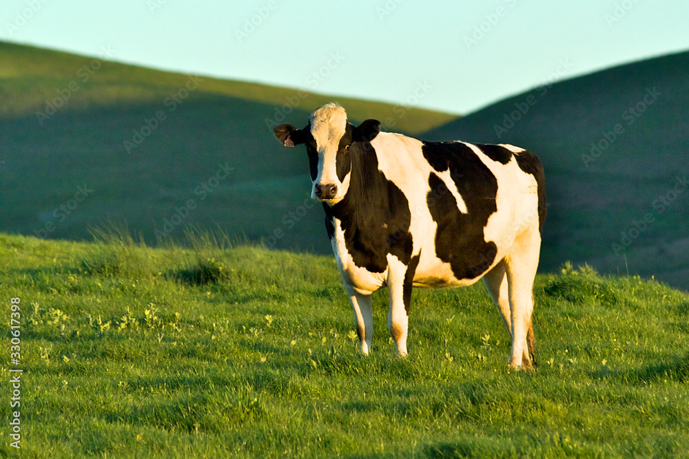 Holstein cow with its distinctive pattern on rolling green hillside ...