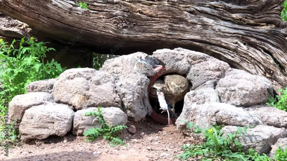 4K HD video of two burrowing owls nesting in an old drainage tunnel ...
