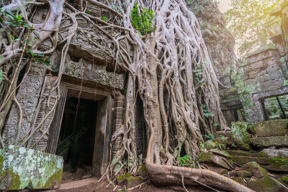 tree roots cover a historic Khmer temple in Angkor Wat, Cambodia Stock ...